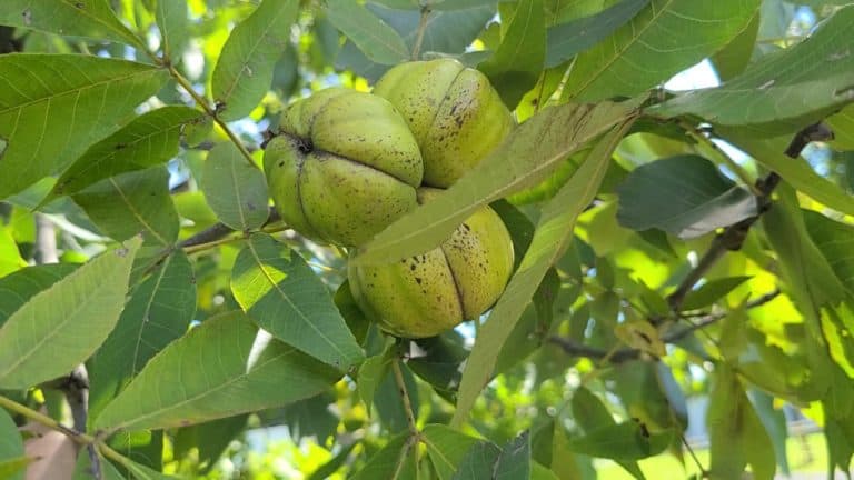 Total Guide To Shagbark Hickory Tree – What You NEED To Know – GrowIt ...