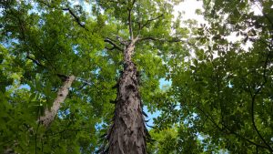 Total Guide To Shagbark Hickory Tree – What You NEED To Know – GrowIt ...