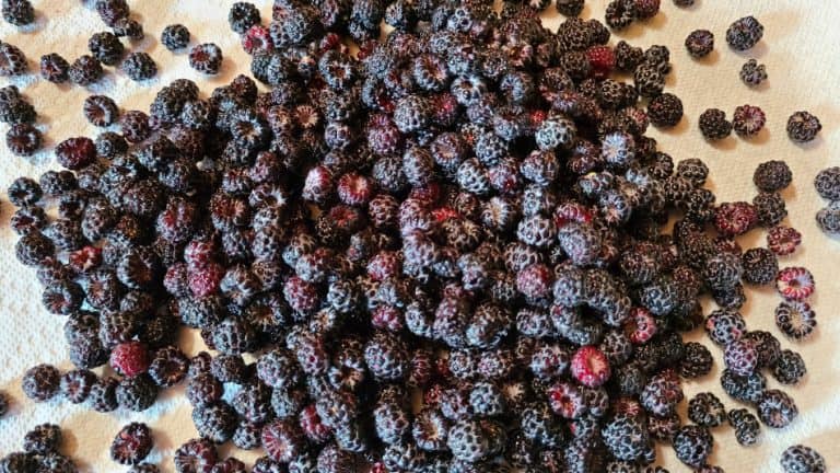 Black Raspberry – A Complete Guide To Rubus Occidentalis – GrowIt BuildIT