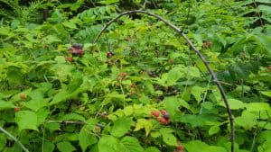 Black Raspberry – A Complete Guide To Rubus Occidentalis – GrowIt BuildIT
