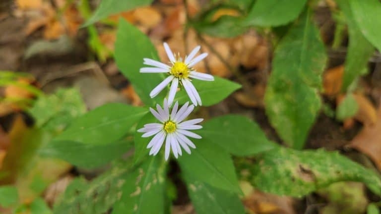 Crooked Stem Aster – Symphyotrichum prenanthoides – GrowIt BuildIT