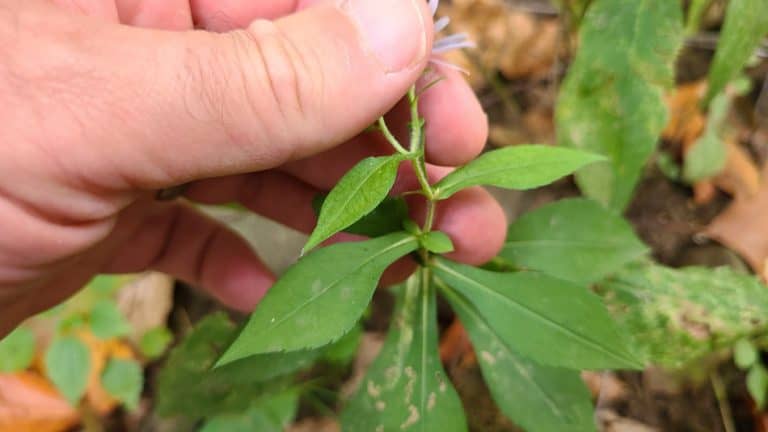 Crooked Stem Aster – Symphyotrichum prenanthoides – GrowIt BuildIT