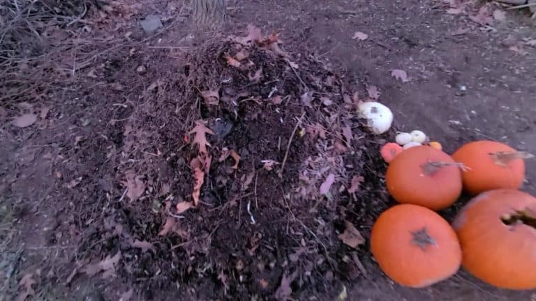 How To Hot Compost In Winter – A Complete Tutorial – GrowIt BuildIT