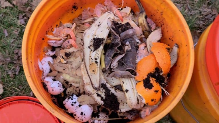 Yes! You Can Compost Shrimp Shells! – Find Why It’s Good! – GrowIt BuildIT