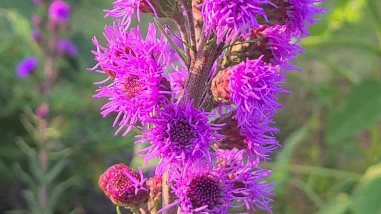 Meadow Blazing Star – Complete Guide To Liatris ligulistylis – GrowIt BuildIT