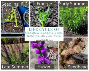 Meadow Blazing Star – Complete Guide To Liatris ligulistylis – GrowIt BuildIT