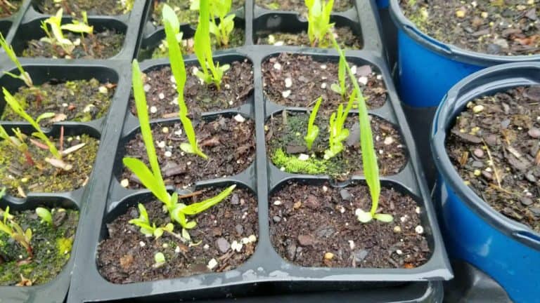 Meadow Blazing Star – Complete Guide To Liatris ligulistylis – GrowIt ...