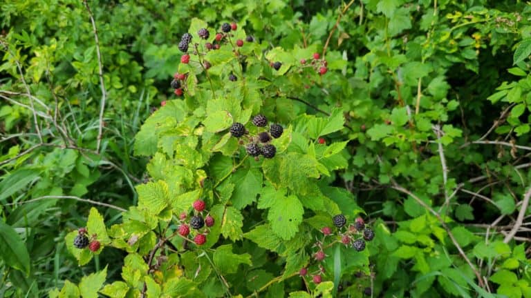 Black Raspberry – A Complete Guide To Rubus Occidentalis – GrowIt BuildIT