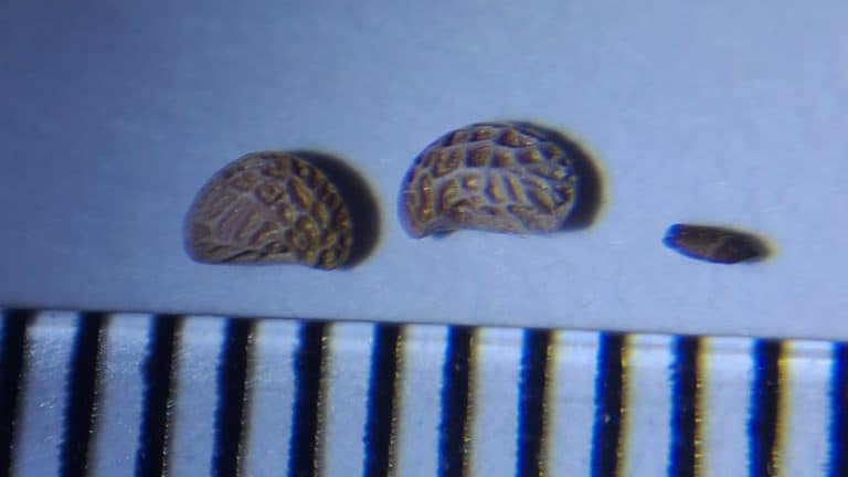 Black Raspberry – A Complete Guide To Rubus Occidentalis – GrowIt BuildIT