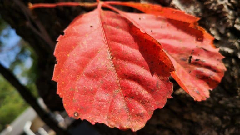 Virginia Creeper – A Guide To Parthenocissus Quinquefolia – GrowIt BuildIT