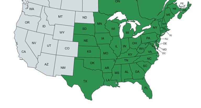 Frost Aster – A Complete Guide For Facts, ID, Growing – GrowIt BuildIT
