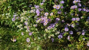 Frost Aster – A Complete Guide For Facts, ID, Growing – GrowIt BuildIT
