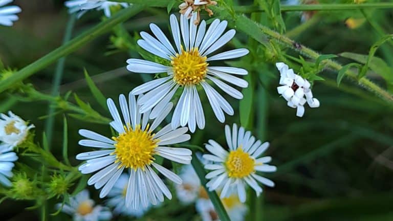 Frost Aster – A Complete Guide For Facts, ID, Growing – GrowIt BuildIT