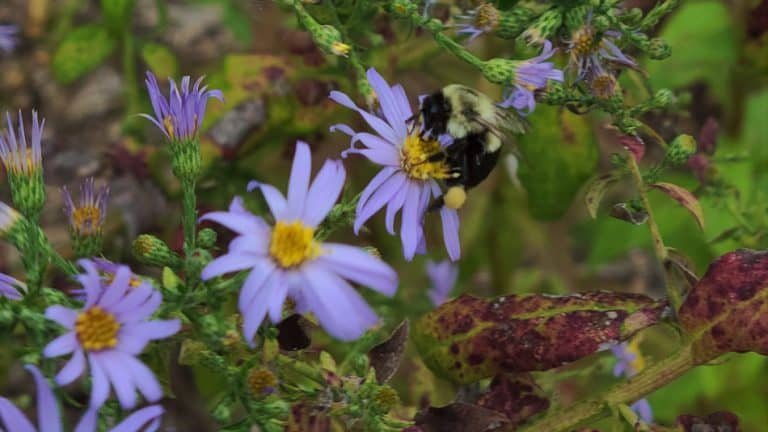 Short’s Aster, A Wonderful Fall Flower – GrowIt BuildIT