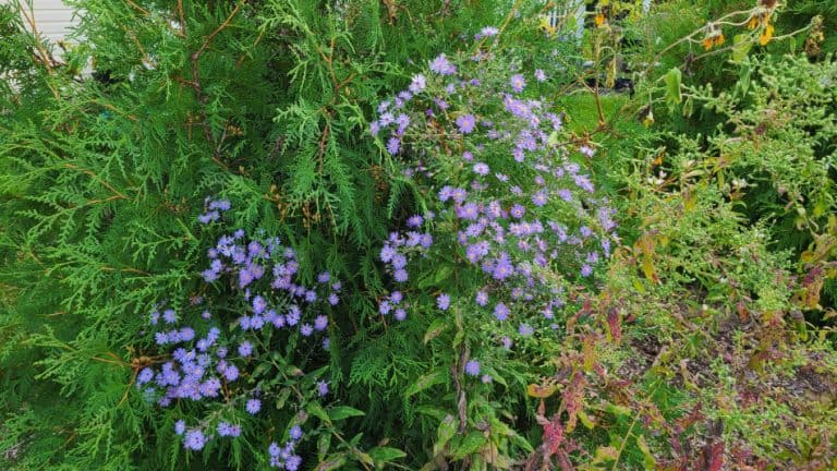 Short’s Aster, A Wonderful Fall Flower – GrowIt BuildIT