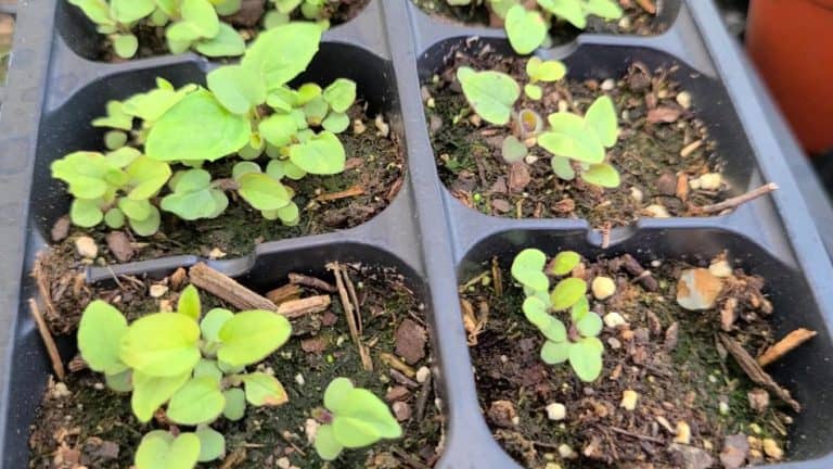 Short’s Aster, A Wonderful Fall Flower – GrowIt BuildIT