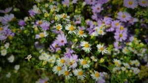 Frost Aster – A Complete Guide For Facts, ID, Growing – GrowIt BuildIT