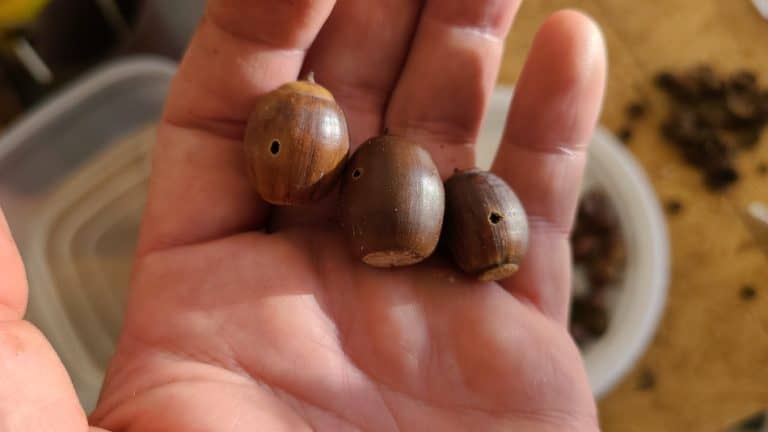 Red Oak Tree – A Complete Guide To What You NEED To Know – GrowIt BuildIT