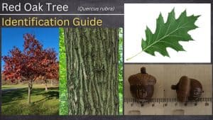 Red Oak Tree – A Complete Guide To What You NEED To Know – GrowIt BuildIT