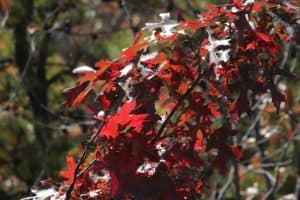 Red Oak Tree – A Complete Guide To What You NEED To Know – GrowIt BuildIT