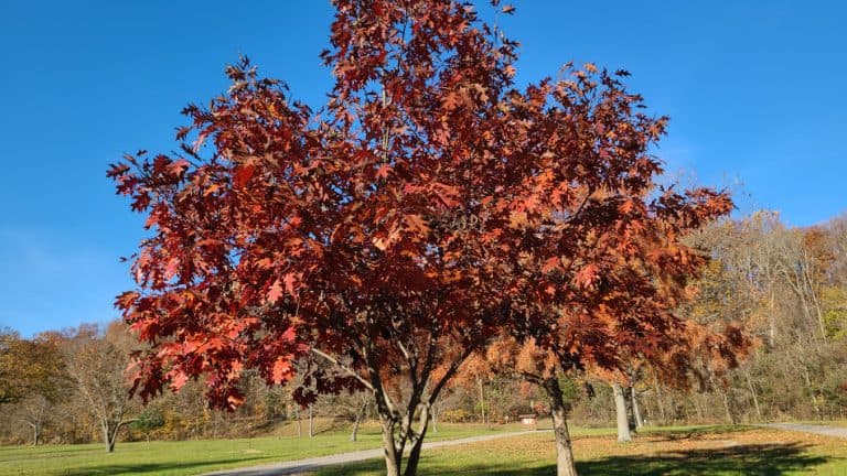 Red Oak Tree – A Complete Guide To What You NEED To Know – GrowIt BuildIT
