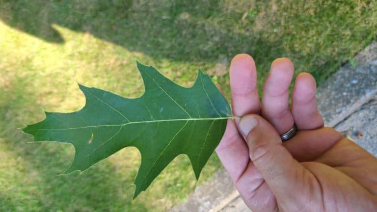 Red Oak Tree – A Complete Guide To What You NEED To Know – GrowIt BuildIT