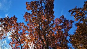Red Oak Tree – A Complete Guide To What You NEED To Know – GrowIt BuildIT