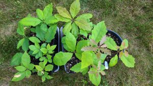 Red Oak Tree – A Complete Guide To What You NEED To Know – GrowIt BuildIT