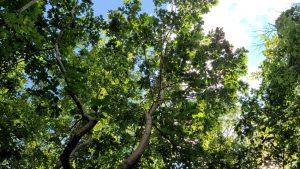 Red Oak Tree – A Complete Guide To What You NEED To Know – GrowIt BuildIT