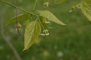 Complete Guide For Hackberry Tree – What You Need To Know – GrowIt BuildIT