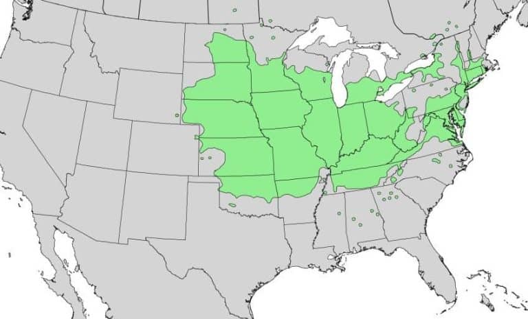 Complete Guide For Hackberry Tree – What You Need To Know – GrowIt BuildIT