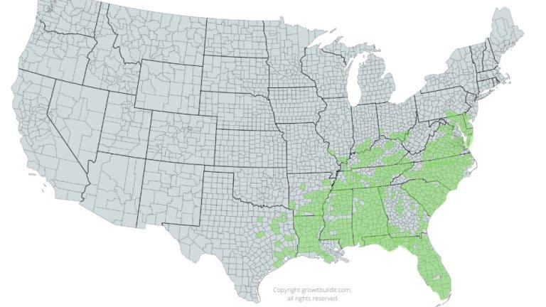 Native Wild Petunias – A Complete Guide – GrowIt BuildIT