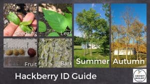 Complete Guide For Hackberry Tree – What You Need To Know – GrowIt BuildIT