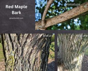 The Red Maple Tree – A Complete Profile – GrowIt BuildIT