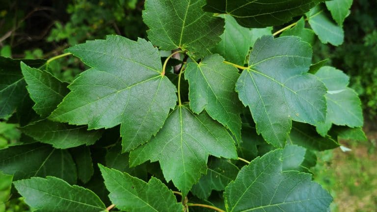 The Red Maple Tree – A Complete Profile – GrowIt BuildIT