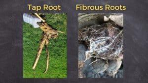 How Plant Roots Work – GrowIt BuildIT