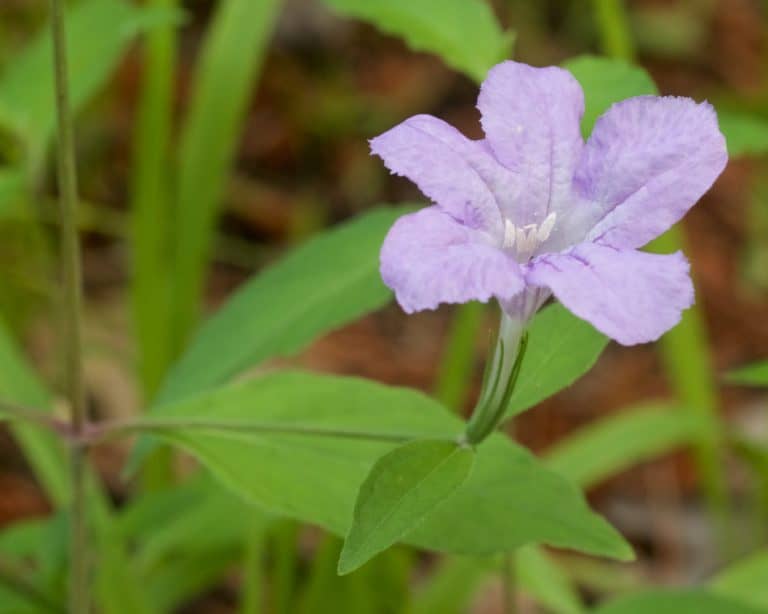 Native Wild Petunias – A Complete Guide – GrowIt BuildIT