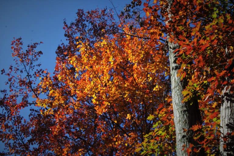 The Red Maple Tree – A Complete Profile – GrowIt BuildIT