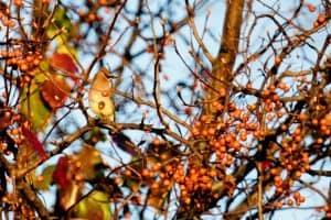 Complete Guide For Hackberry Tree – What You Need To Know – GrowIt BuildIT