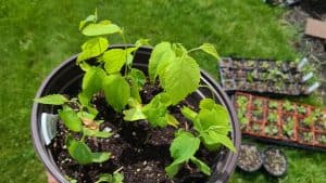 Complete Guide For Hackberry Tree – What You Need To Know – GrowIt BuildIT