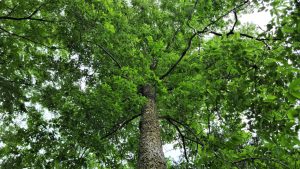 Complete Guide For Hackberry Tree – What You Need To Know – GrowIt BuildIT
