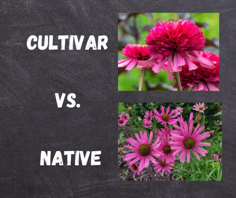 Botany Guide & Soil Science – GrowIt BuildIT