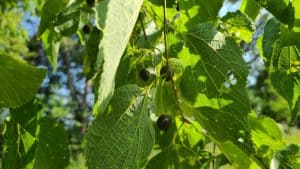 Complete Guide For Hackberry Tree – What You Need To Know – GrowIt BuildIT
