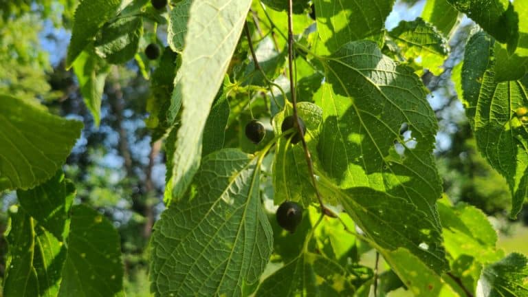 Complete Guide For Hackberry Tree – What You Need To Know – GrowIt BuildIT
