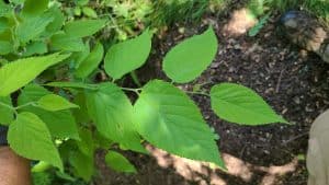 Complete Guide For Hackberry Tree – What You Need To Know – GrowIt BuildIT