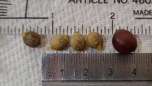 Complete Guide For Hackberry Tree – What You Need To Know – GrowIt BuildIT