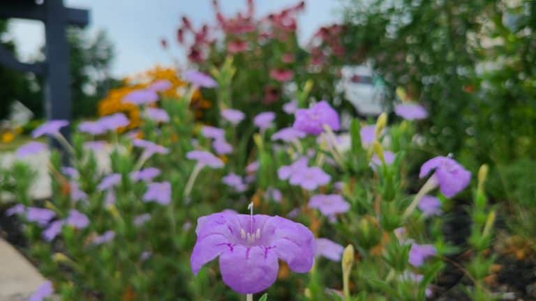 Native Wild Petunias – A Complete Guide – GrowIt BuildIT