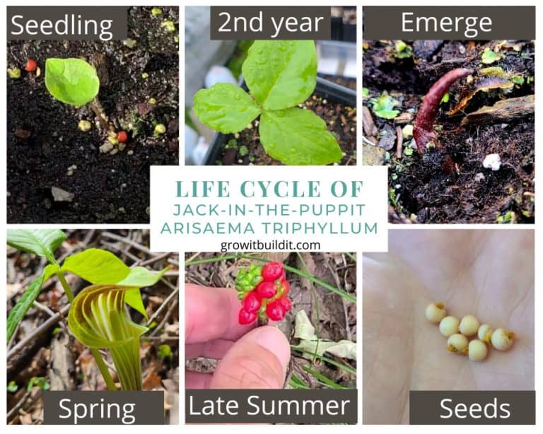 Jack-In-The-Pulpit, A Complete Guide – GrowIt BuildIT