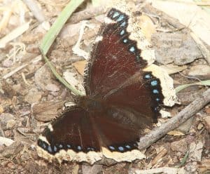 Complete Guide For Hackberry Tree – What You Need To Know – GrowIt BuildIT