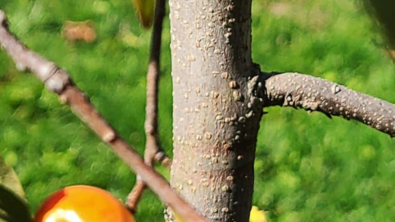 The American Persimmon – A Comprehensive Profile – GrowIt BuildIT